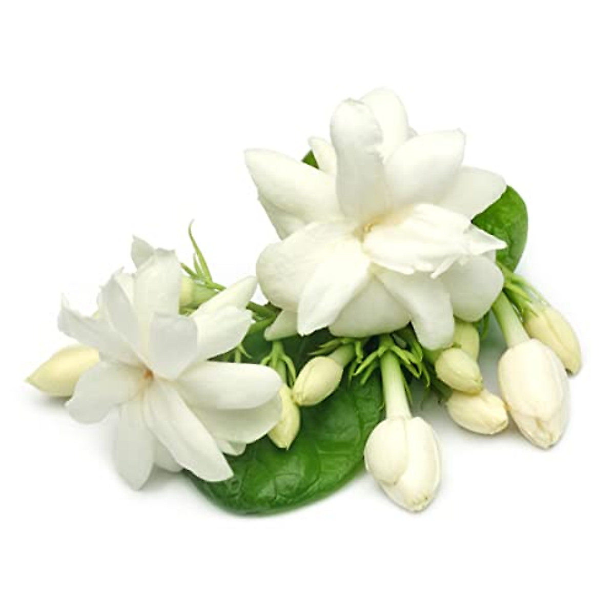 50pcs Jasmine Seeds for Planting, Non-GMO Heirloom, 90% Germination Rate, Perennial Garden Bonsai Plant, No Experience Required, Easy to Grow