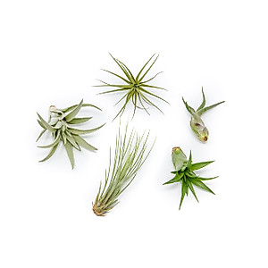 5 Pack of Classic Air Plants Variety - Live Succulent House Plants - Available in Wholesale and Bulk - Home and Garden Decor - Easy Care Indoor and Outdoor Plants