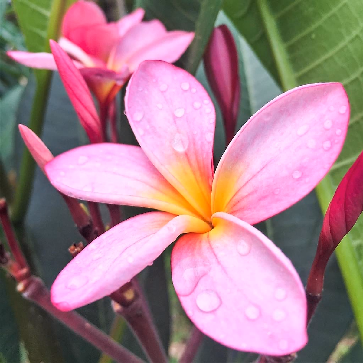 Hawaiian Pink Plumeria Frangipani 1 Cutting DL9