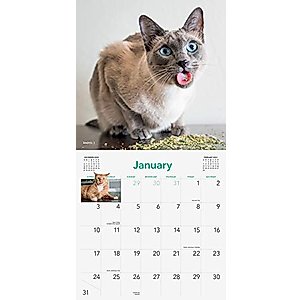 Cats on Catnip Wall Calendar 2021
