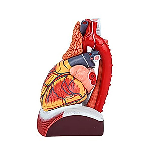 Evotech Deluxe Human Heart Model with Thymus Gland & Diaphram Base, 10 Parts 1.5X Life Size Large Anatomical Heart Model for Classroom and Cardiology Study