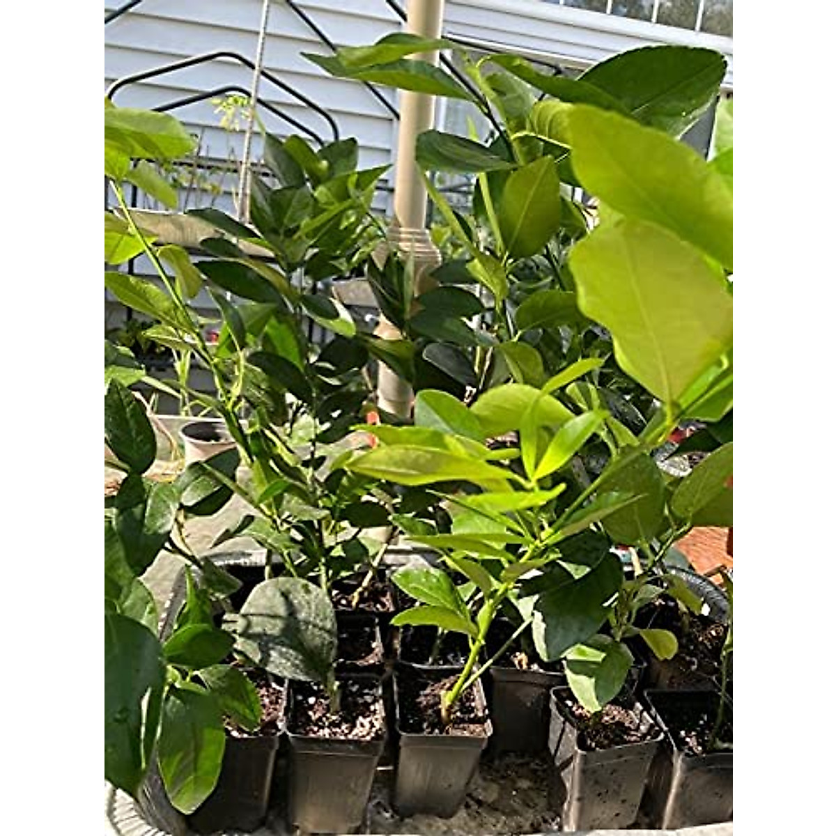 Sapodilla Gardens Persian Lime (Citrus aurantifolia Hybrid) _Tree - Fruit-Plant-No Shipping to CA, AZ, TX, LA, MS, AL, GA, FL, SC