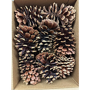 18-Pack Extra-Large (5 to 7 inch) Long Leaf Pine Cones for Decorating Home, Tables, Vase Fillers, Corporate Events, Crafts, Birdfeeders, Natural Pine Cone Holiday Ornaments. (unscented)