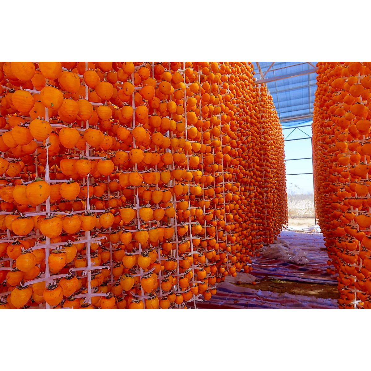 American Persimmon Tree Seeds - 20 Seeds - Made in USA, Ships from Iowa - Popular Outdoor Tree or Bonsai