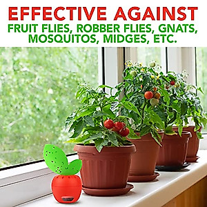 Fruit Fly Traps for Indoors, Gnat Traps for House Indoor, 2 Apple Pack. Fruit Fly Killer Trap. Kitchen and Indoor House Plants Fungus Gnat Traps with 10 Sticky Indoor Fly Traps and 1 Oz Liquid Bait.