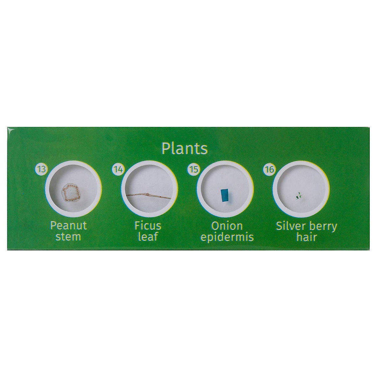 Levenhuk LabZZ CP24 Creatures and Plants Prepared Microscope Slides Set for Kids Children and Students Education