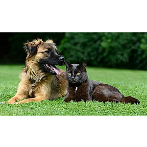 MY LUCKY PETS LLC cat Anxiety and Stress - PET Relaxant for Dogs and Cats - Anxiety Relief - Calming Complex - Premium - cat Valerian Root - 2 Bottles (180 Chewable Tablets)