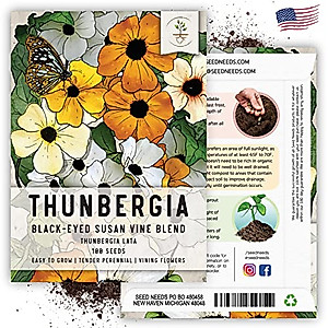 Seed Needs, Black-Eyed Susan Vine Seeds - 100 Heirloom Seeds for Planting Thunbergia alata - Cover a Fence or Trellis (2 Packs)