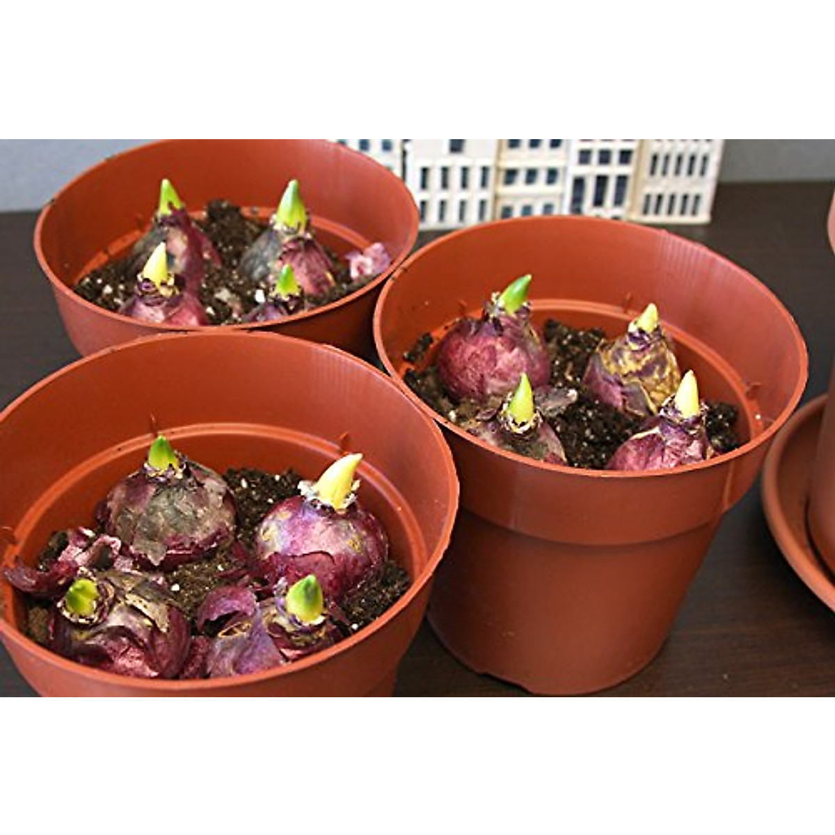 Carnegie White Hyacinth Bulbs - 8 Bulbs