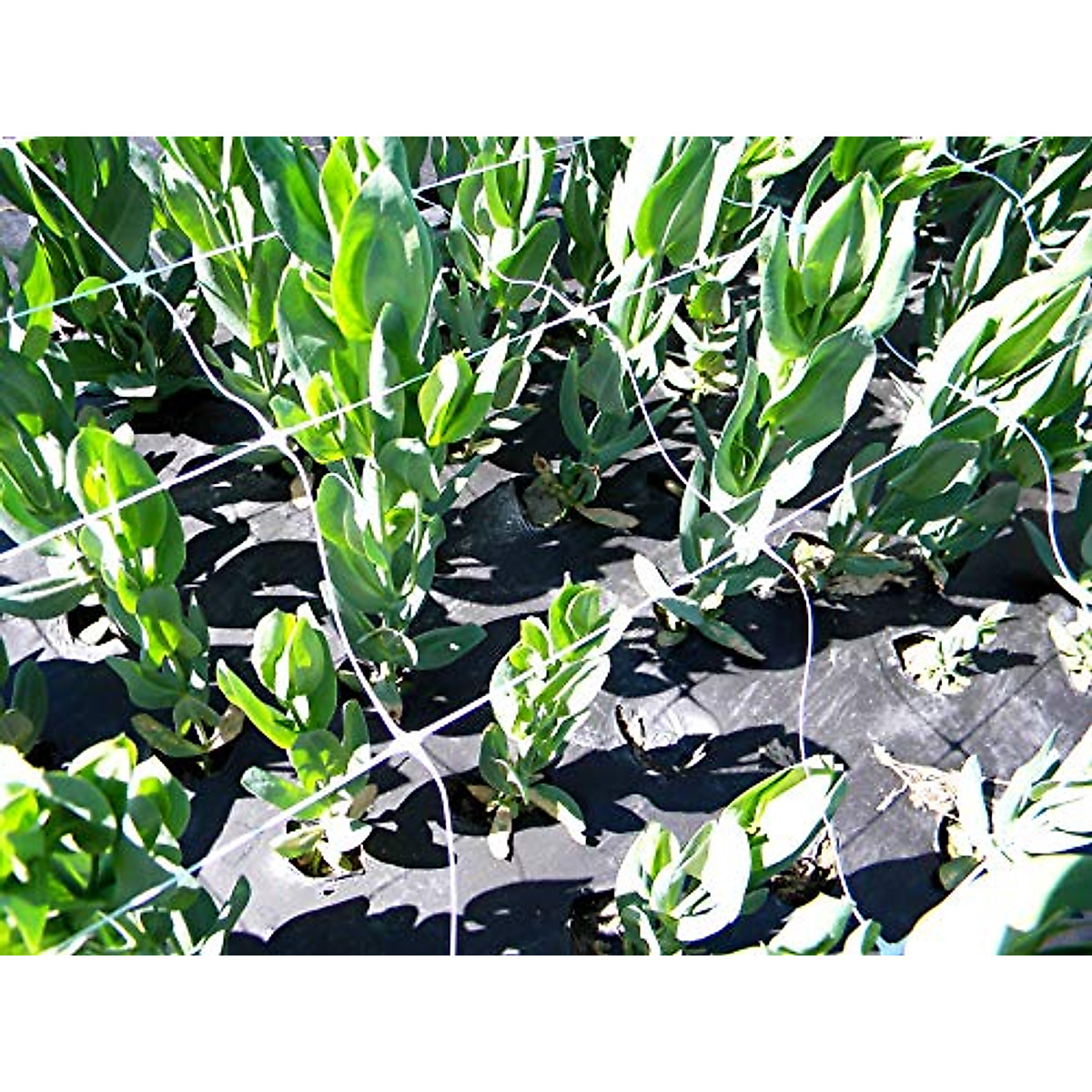 Tenax 100521793 Hortonova SM Plant Trellis Net, 48" x 328' White