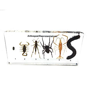 (6 Arthropods) Arthropod（Tardigrade） Representatives Paperweight Science Classroom Specimens for Science Education(6.5x3x1 Inch)