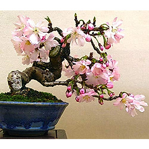 10 Japanese Flowering Cherry Blossom Bonsai Seeds, Fresh Exotic Rare Bonsai Seeds