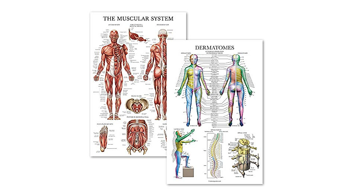 Anatomy Poster Set - Muscular System & Dermatomes