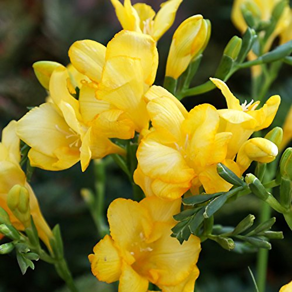 Freesia 'Double Flowering Mix' (15 Pack) Plant Bulbs for Gardening - Fragrant Freesia Mix Colors, Professional Growers from Easy to Grow