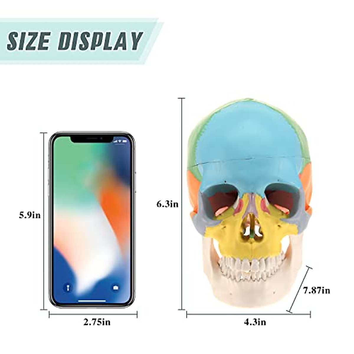 RONTEN Human Skull Anatomical Model, Painted Medical Skull 3-Part Removable Skull Cap and Moving Jaw, Display Model for Medical Student Human Anatomy Teaching and Studying