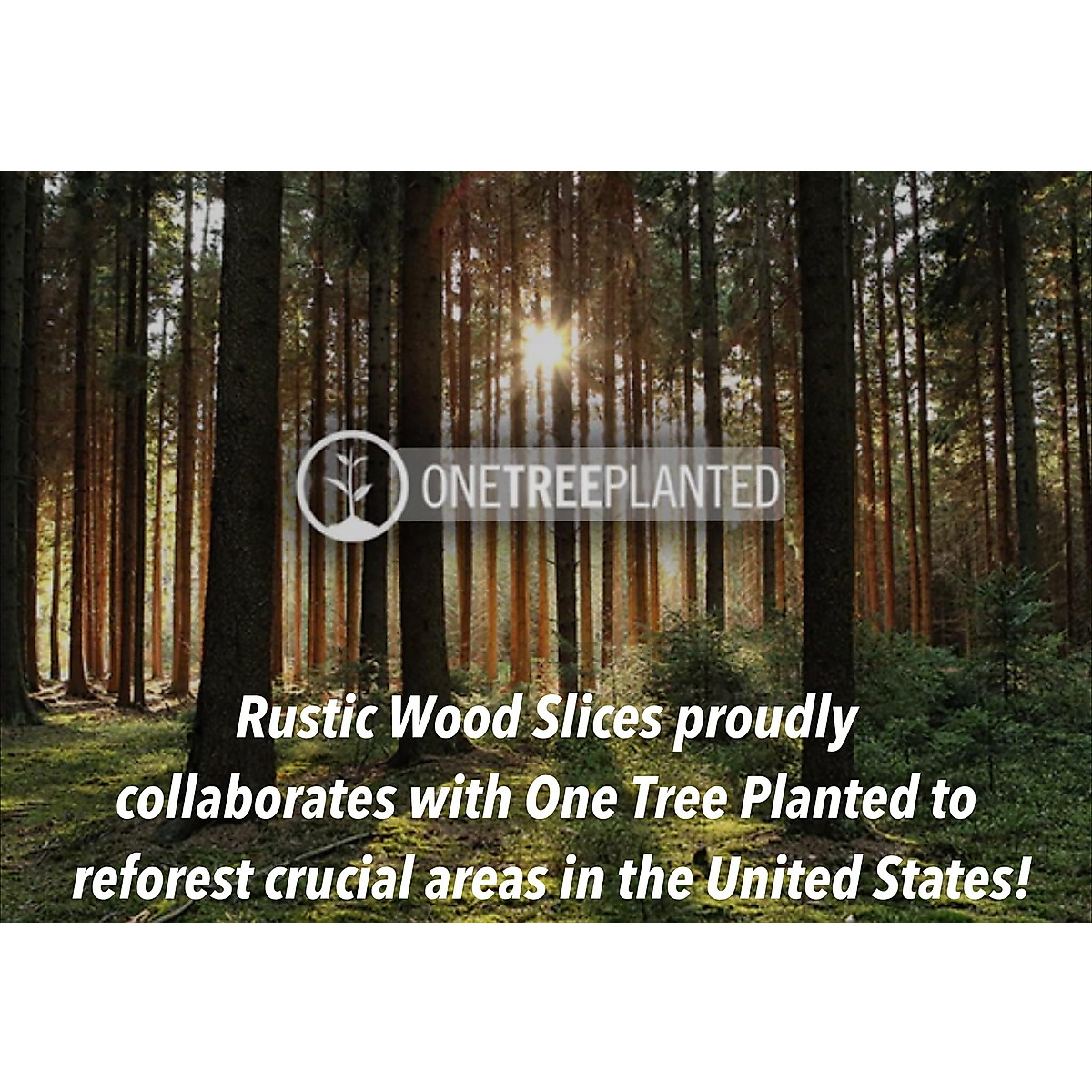 Set of (10) 8-9 inch Wood Slices for centerpieces! Wood Slice centerpieces, Wood Rounds, Tree Slices (8 inch)