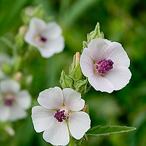 Outsidepride Perennial Althaea Officinalis Marsh Mallow Herb Garden Plants - 1000 Seeds