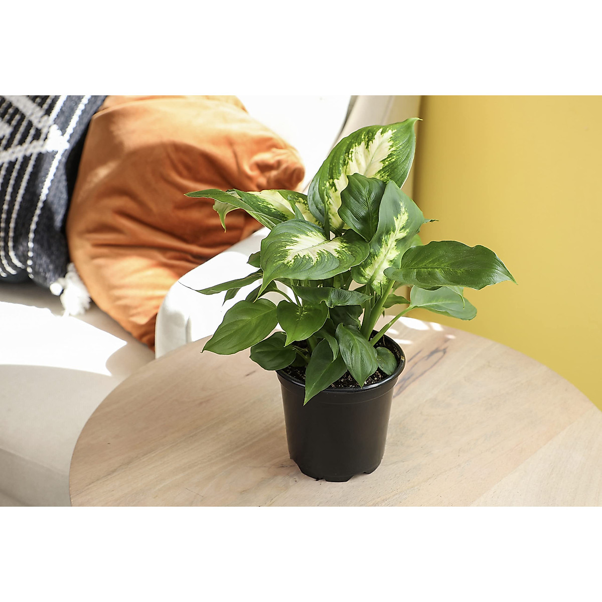 Dieffenbachia Live Plant, Dumbcane Live House Plants Indoors Live Indoor Plants, Mother in Law Tongue Plant Live Plants Indoor Plants Live Houseplants, Indoor Plant House Plant Live by Plants for Pets