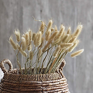 100 Pcs Natural Lagurus Ovatus Rabbit Tail Dried Flowers,17 inch/45 cm Dried Bunny Tails Grass Decor for Home Kitchen Garden Party Photographing Flower Arrangement Vase Decoration