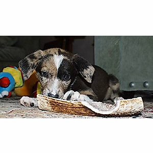 Mountain Dog Chews - Mammoth Split Elk Antler - Elk Antler Dog Chew - Grade A Premium - Organic - Made in USA - No Mess