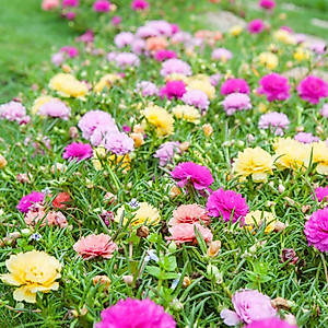 LUOJIBIE Moss Rose Seeds, 10,000+ Bulk Flower Seeds for Planting Outdoors(99% Pure Live Seeds, Non-GMO), Mixed Colors and Large Blooms, Annual Perennial, Easy to Grow, Attracts Pollinators