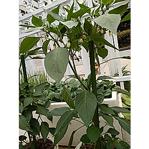 BTSD-home Garden Stakes 30 Inches Steel Plant Stakes Sturdy Tomato Stakes, Pack of 25
