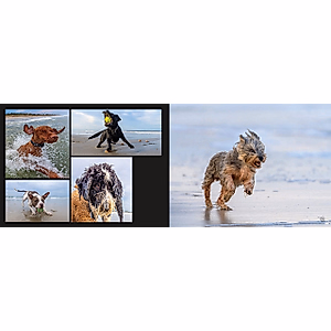 BEACH DOGS: A Coffee Table Photography Book of Joy for Dog Lovers