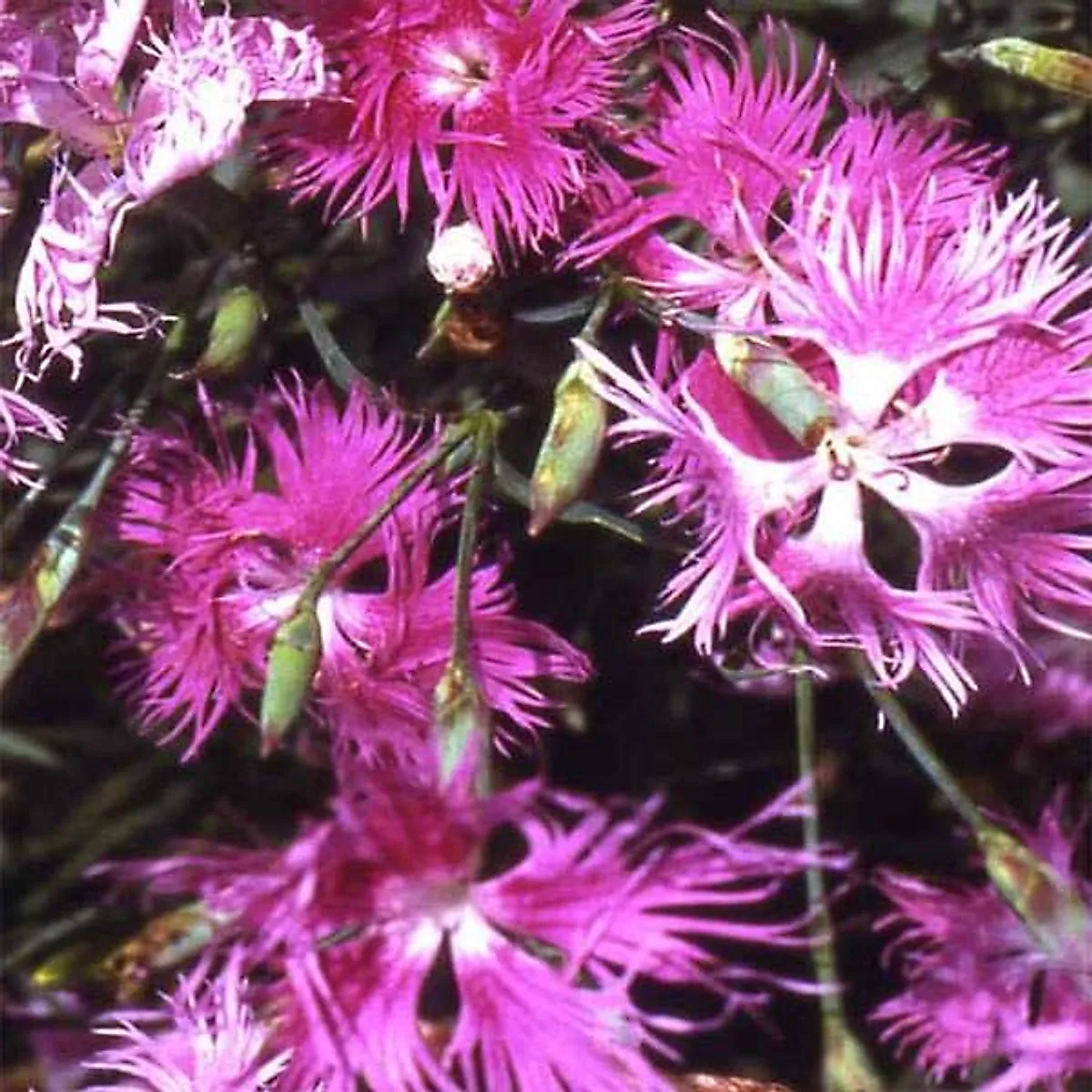 Outsidepride 5000 Seeds Perennial Dianthus Superbus Rose Superb Pink Flower Seeds for Planting