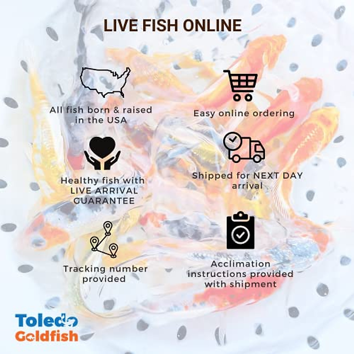 Toledo Goldfish Fantail Goldfish from, Variety of Colors and Patterns - Perfect for Ponds or Aquariums - 3-4 Inches, 25 Count