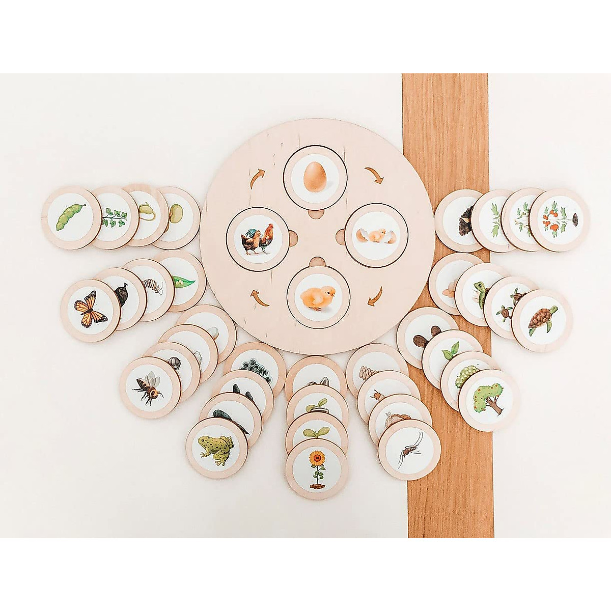 Montessori Life Cycle Puzzle Board Kit, Life Cycle Puzzle Kit of Animals, Plants and Insects, Toddler Puzzle Development Toys, Early Educational Toy for 3~6 Years Old Preschool Kids