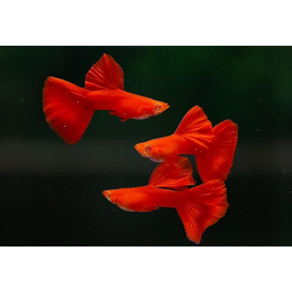 D&A Tropical Live Fish - ABINO Full RED Guppy Live Fish for Aquariums, Live Fish Freshwater (1 Breeding Pair (1Male,1Female))