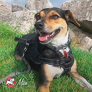 Fromm Classic Adult Dog Food - Premium Dry Dog Food for Large, Medium, & Small Breeds - Chicken Recipe - 15 lb