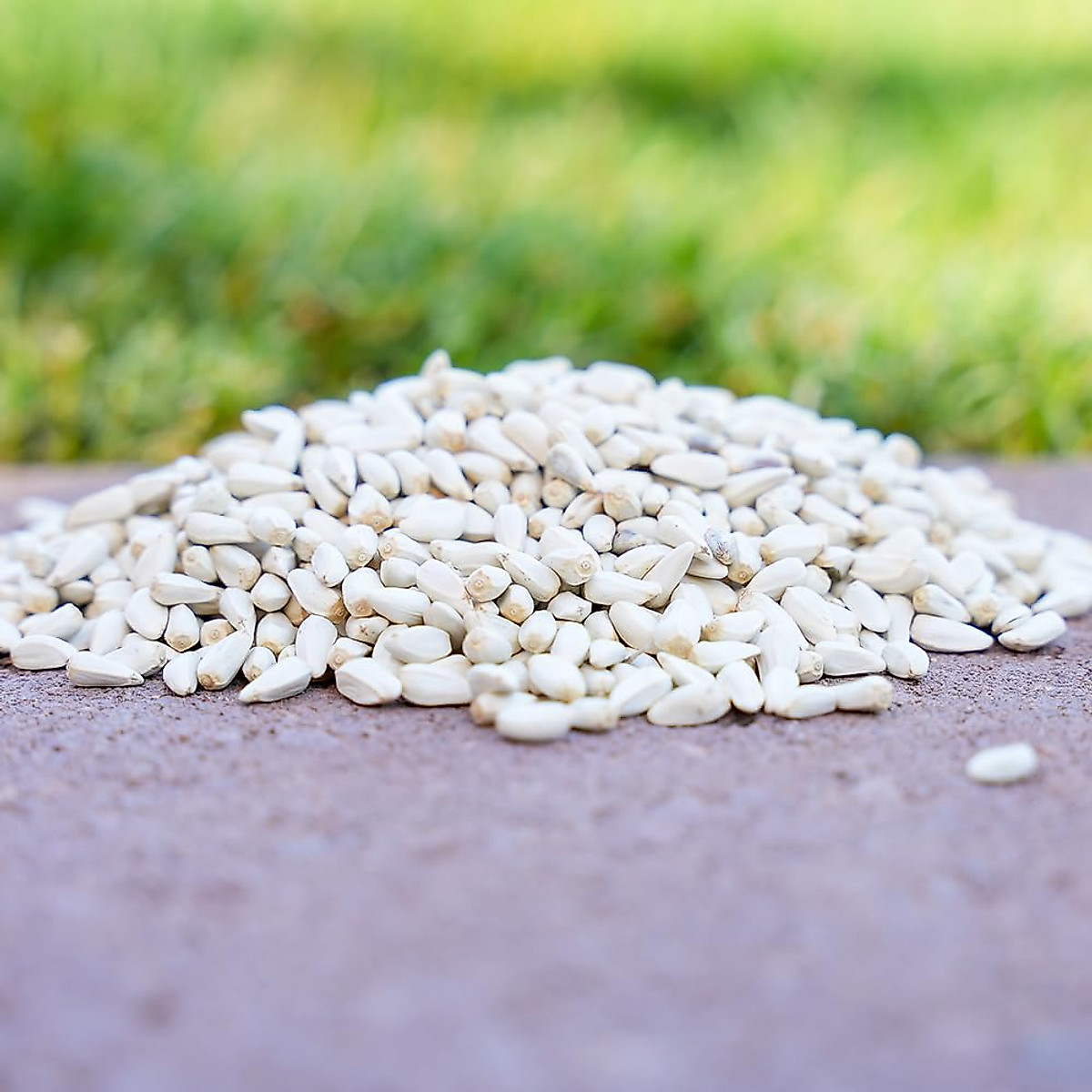 Desert Valley Premium Safflower Seeds - Wild Bird Food, Cardinals, Jays, Doves & More (10-Pounds)