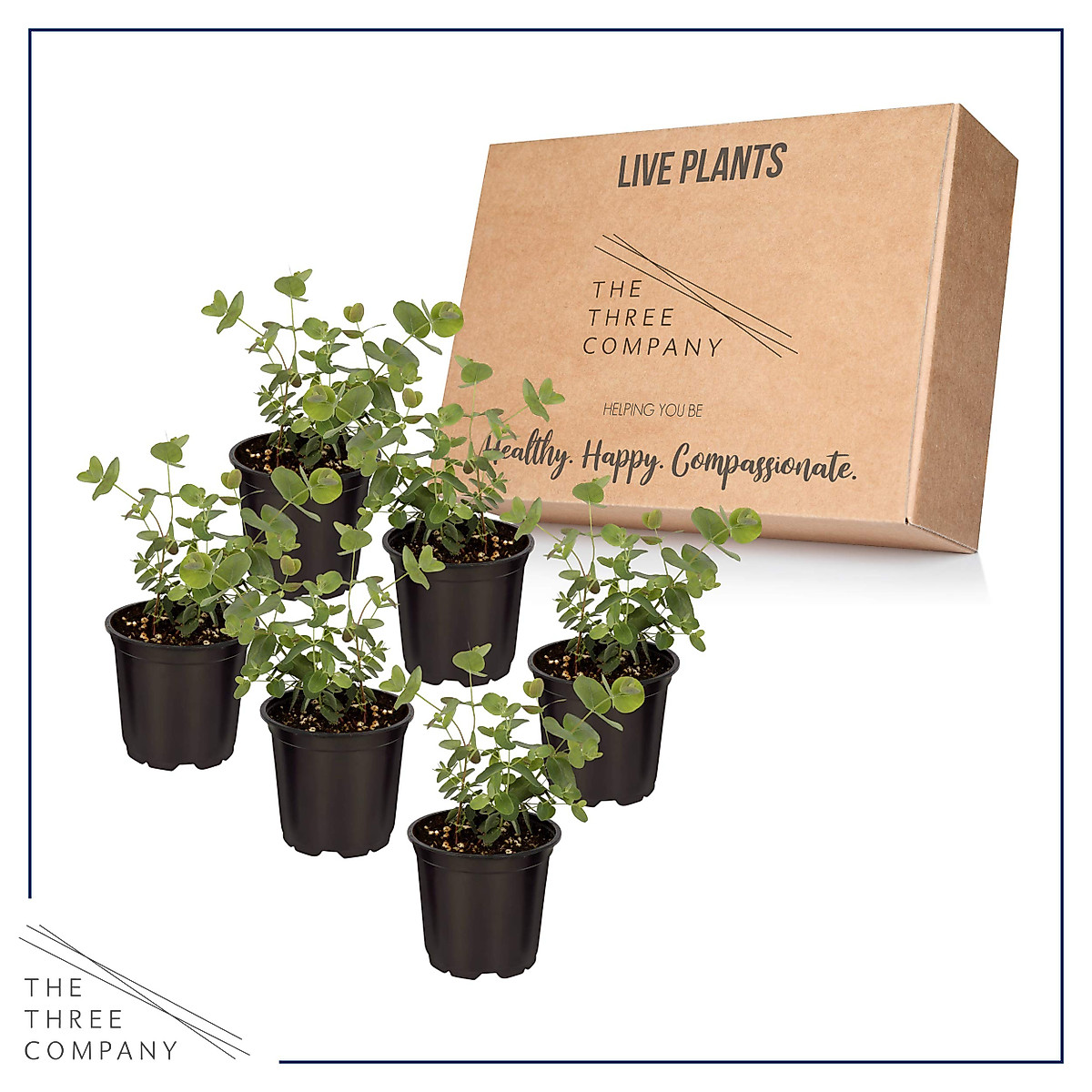 Live Aromatic and Healthy Herb - Eucalyptus (6 Per Pack), Assorted Varieties - Natural Air Purifier, 8" Tall by 3" Wide in 1 Pint Pot