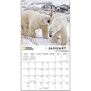 National Geographic Polar Bears 2021 Wall Calendar
