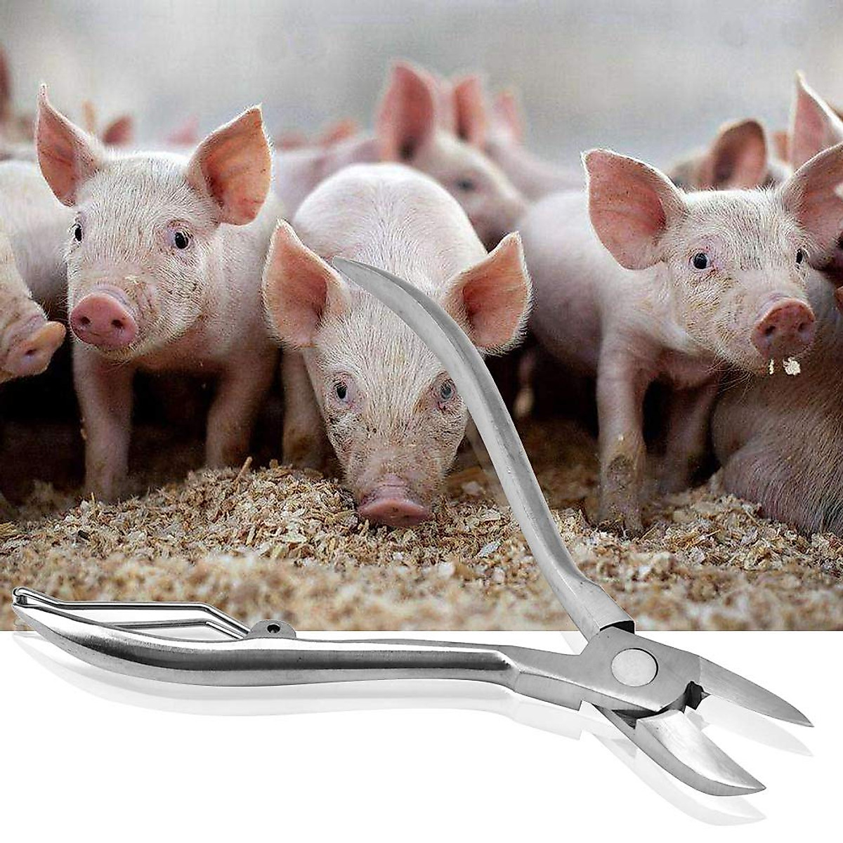 Piglet Teeth Cutter, 12cm/4.7in Stainless Steel Tooth Cutter Scissor Pig Tooth Nipper Piglets Teeth Clipper