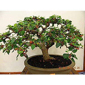 Bonsai Mulberry Tree Seeds - 25 Seeds - Morus Nigra - Grow Fruitbearing Bonsai