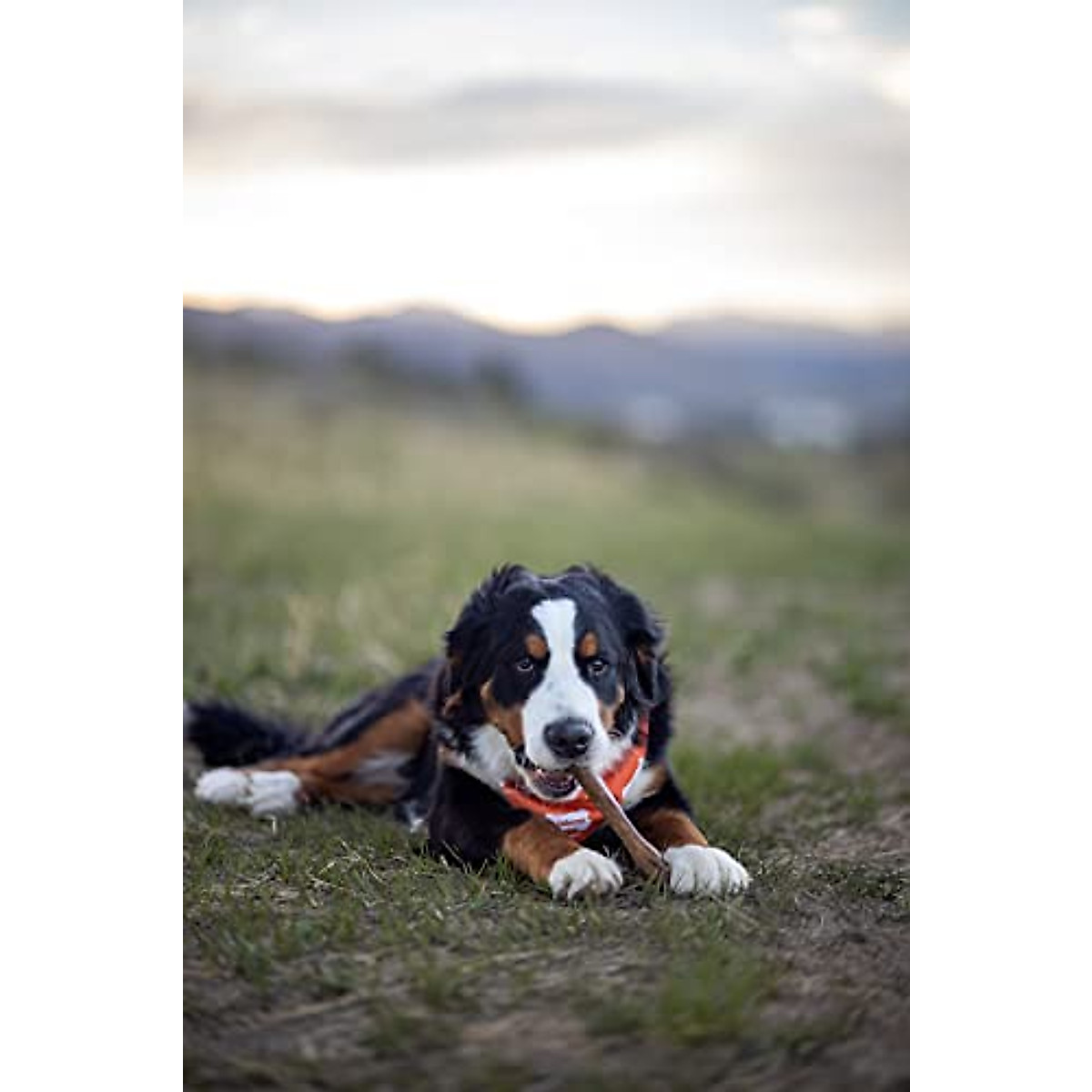 Nylabone Healthy Edibles All-Natural Long Lasting Peanut Butter Flavor Dog Chew Treats 1 Count Peanut Butter X-Large/Souper