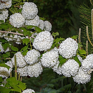 2 Old Fashion Snowball Viburnum Plants Live Trees, Japanese Viburnum Shrub Bush from 6 to 12 Inc Height 4 Inc Pot