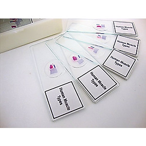 Prepared Slide, Muscle Types, Classpack of 15 Sides