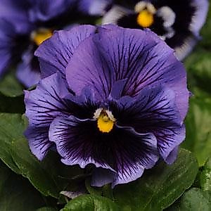 Outsidepride Viola Pansy Frizzle Sizzle Blue Indoor House Plant Or Outdoor Garden Flower for Beds, Borders Pots, & Containers - 50 Seeds