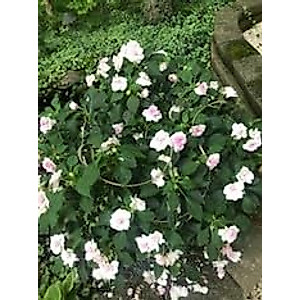 Olson Products Inc. SDGR-0150 Guard 500ft. 500 Foot pre Coated Deer gurad Ribbon, White/Brown