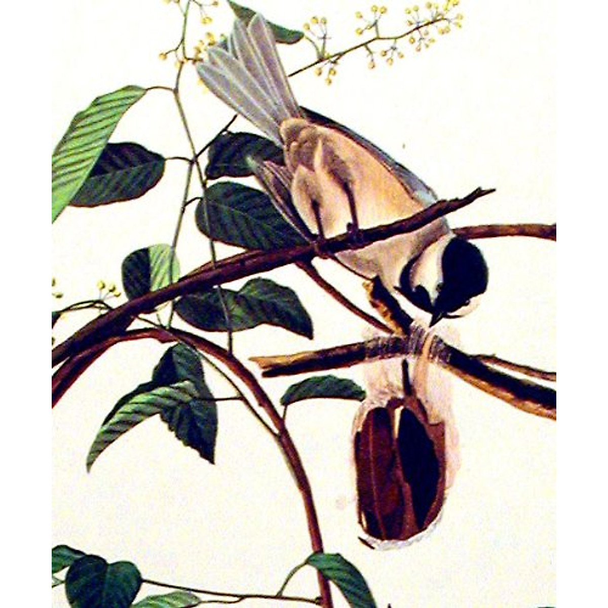 Black-capped Titmouse. From"The Birds of America" (Amsterdam Edition)