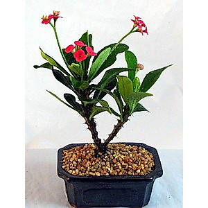 Red Crown of Thorns Bonsai Tree - Euphorbia splendens - Easter Plant