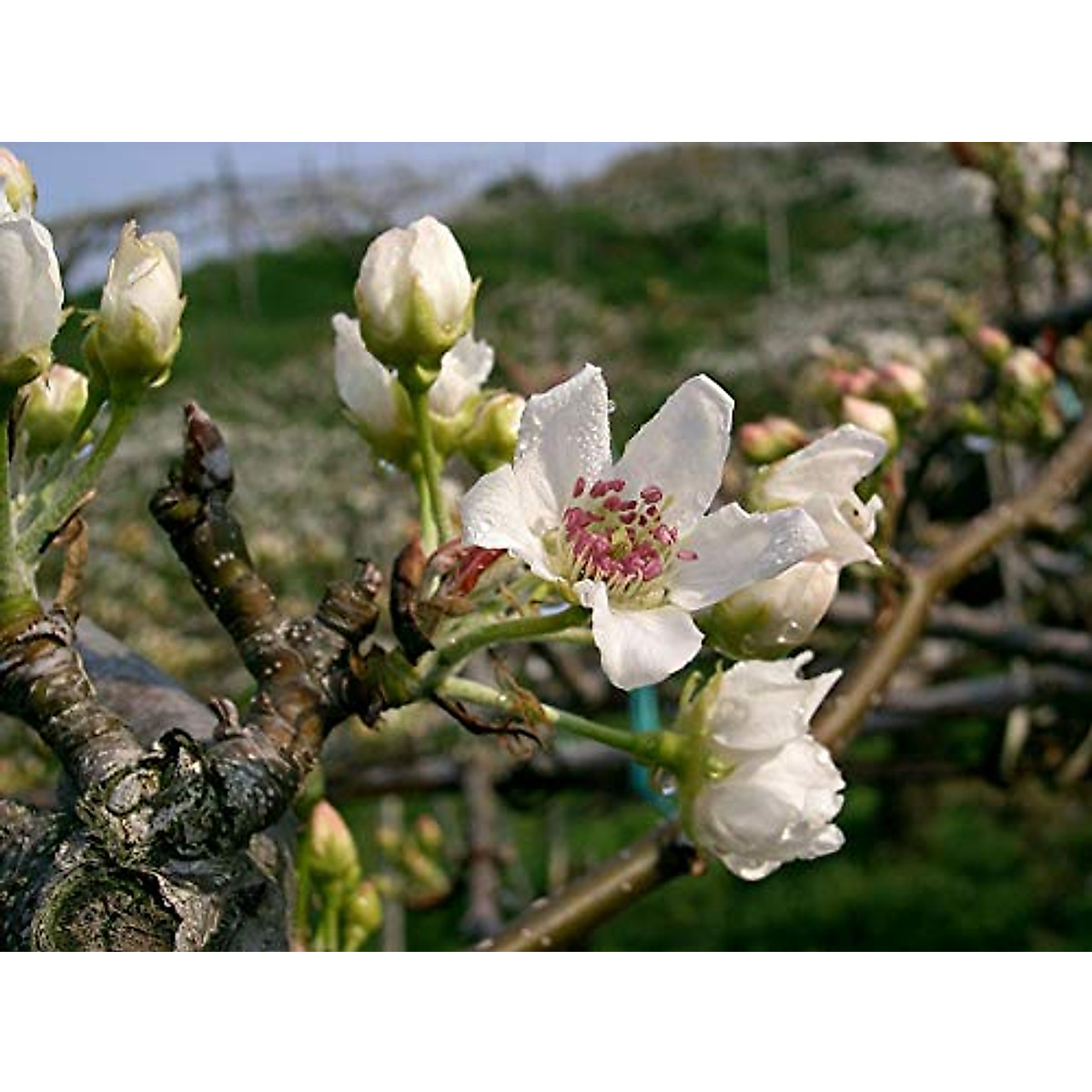 10 Asian Pear Seeds - Fast Growing Edible Fruit Tree