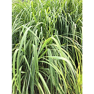Lemongrass Plant- 3 Seperate in 2.25 Inch Size! Non GMO! Organic! Also Known As Fever Grass, Cymbopogon Citratus/by Daylily Nursery