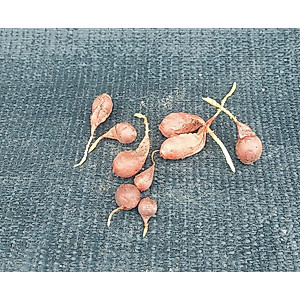 15 Oxalis Palmifrons Seeds House Plant Seeds Planting Ornaments Perennial Garden Simple to Grow Pots Gifts