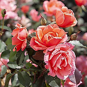 1 Gallon, Knock Out Rose Coral, with Gentle Green Foliage and Bold Coral Pink Blooms