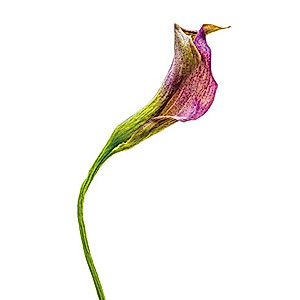 Kaiser Slimlite Plano 5000K 8x11" Battery/AC Lightbox with USB Cable and Charging Adapter