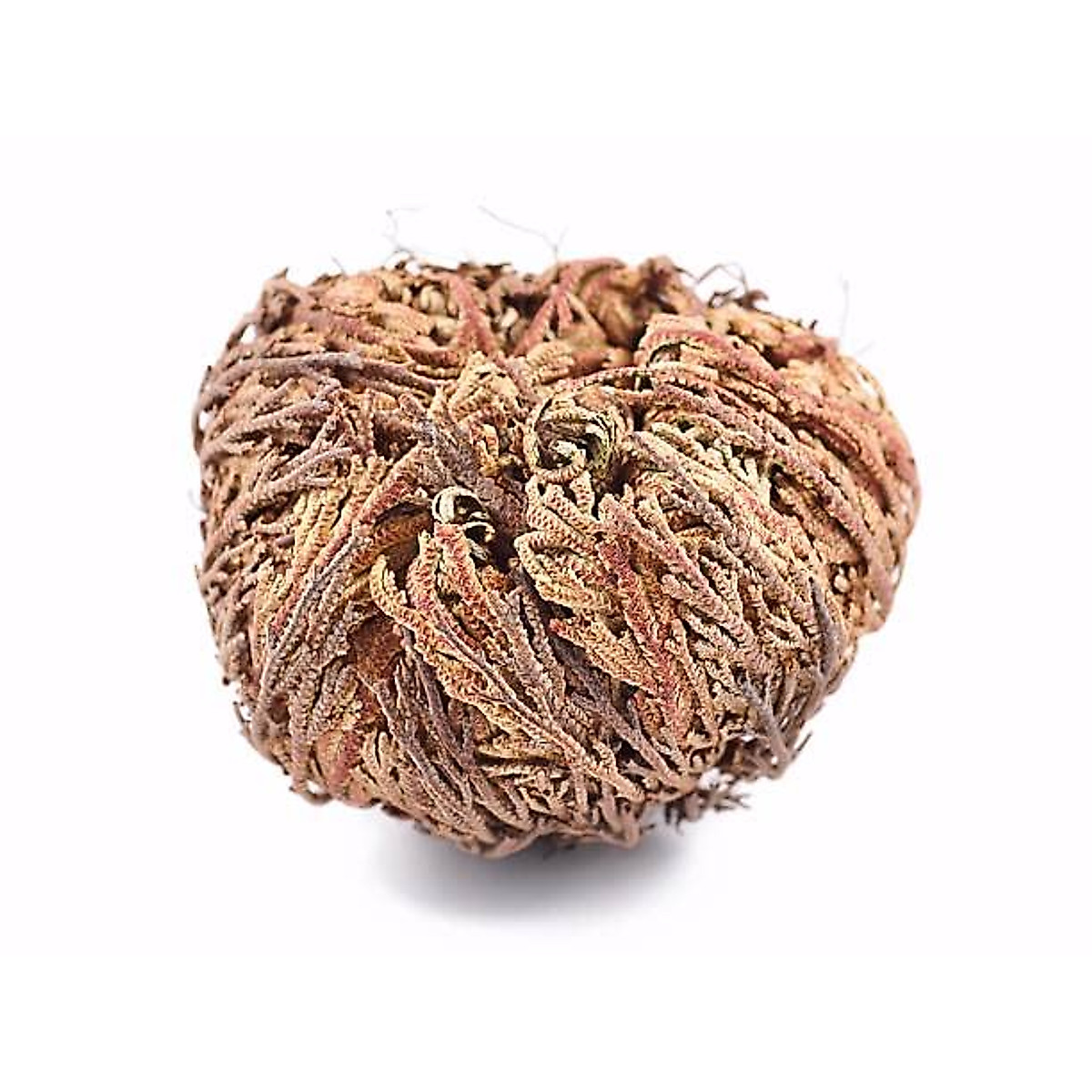 Yerbero - 3 Piece Bundle Rose of Jericho Dried Flower | Selaginella Lepidophylla | Resurrection Plant | 3 Medium Size Roses | Abundance, Prosperity, Sacred Doradilla Plant